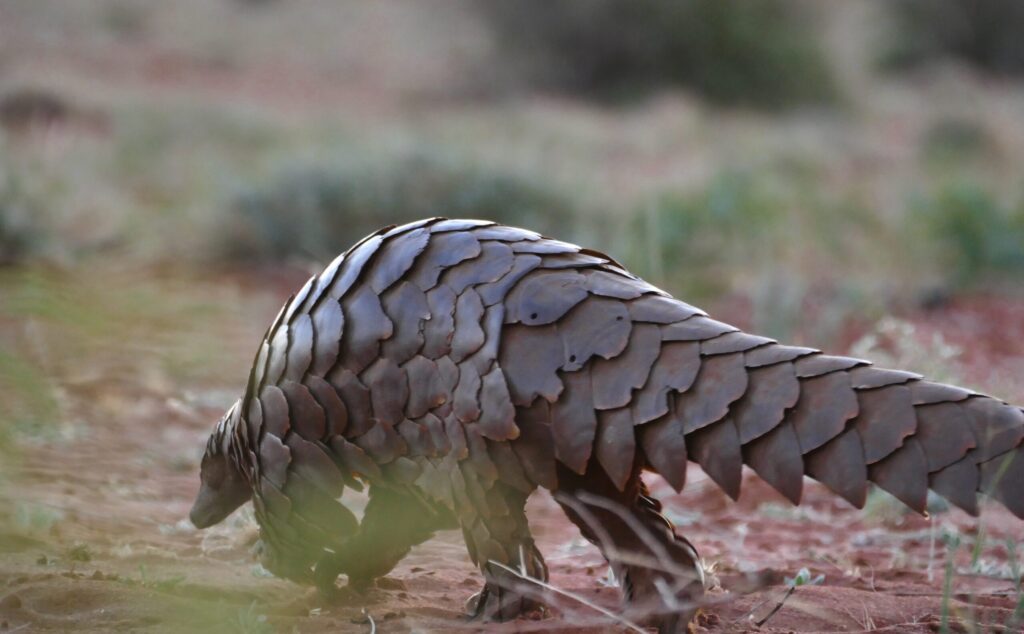 The Pangolin Puzzle | David Shepherd Wildlife Foundation