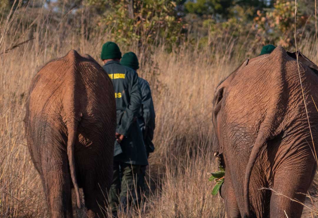 A journey back into the wild - part two | David Shepherd Wildlife ...