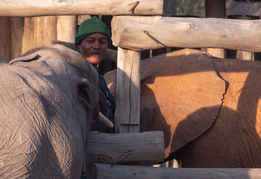 A journey back into the wild - part two | David Shepherd Wildlife ...