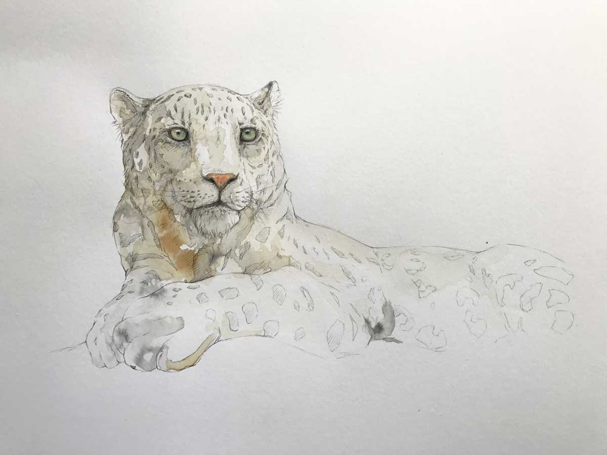 October 2020 – Stephen Rew | David Shepherd Wildlife Foundation