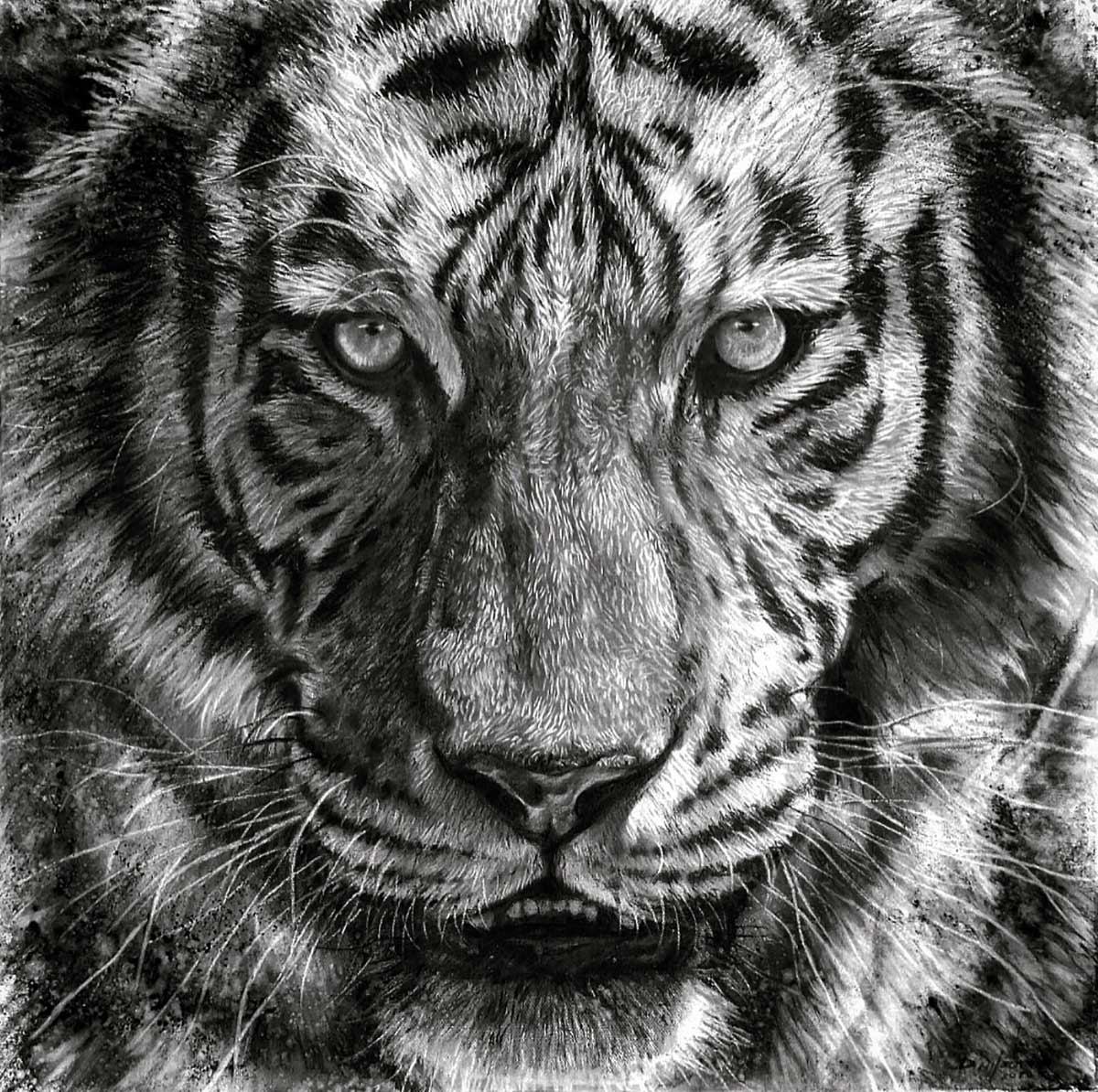 August 2020 – Daniel Wilson | David Shepherd Wildlife Foundation