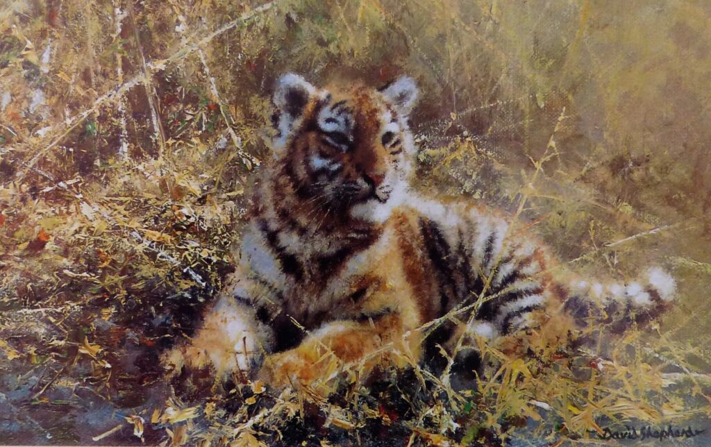 Teenage Tiger | David Shepherd Wildlife Foundation