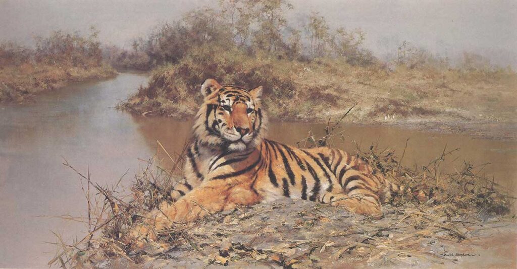 Tiger in the Sun | David Shepherd Wildlife Foundation