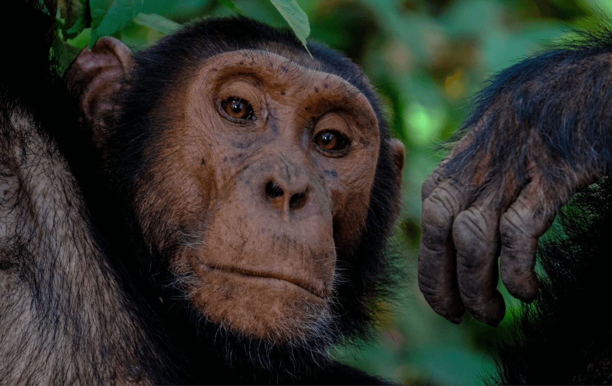 8 Chimp Facts for Kids | David Shepherd Wildlife Foundation