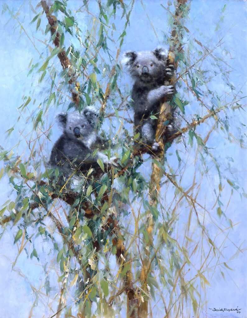 Up a Gum Tree | David Shepherd Wildlife Foundation