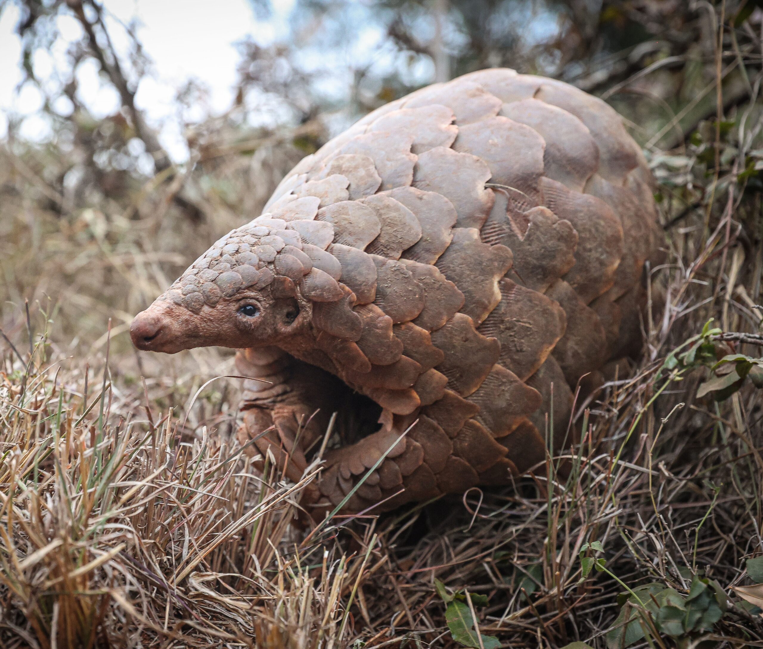 Adopt an Endangered Animal from £3 A Month | David Shepherd Wildlife ...