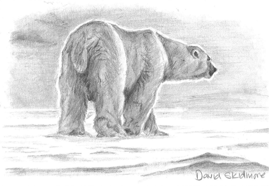 No. 40 - David Skidmore | David Shepherd Wildlife Foundation