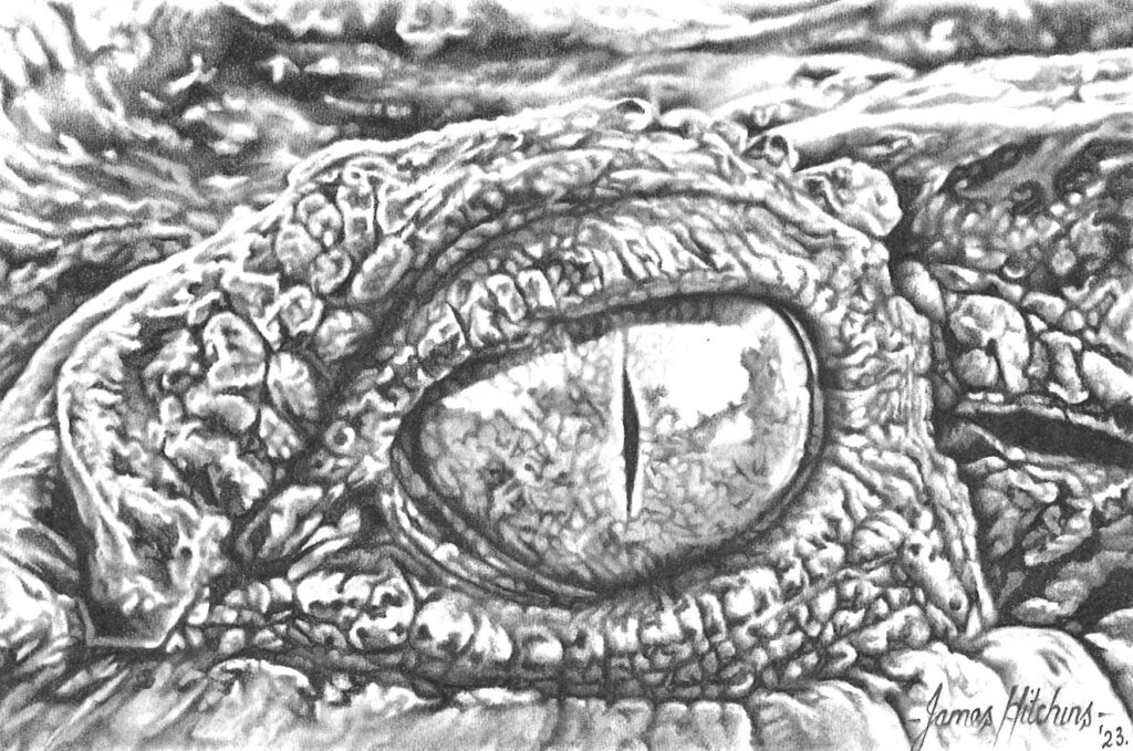 WAY Sketch for Wildlife 2023 - Crocodile Eye by James Hitchins | David ...