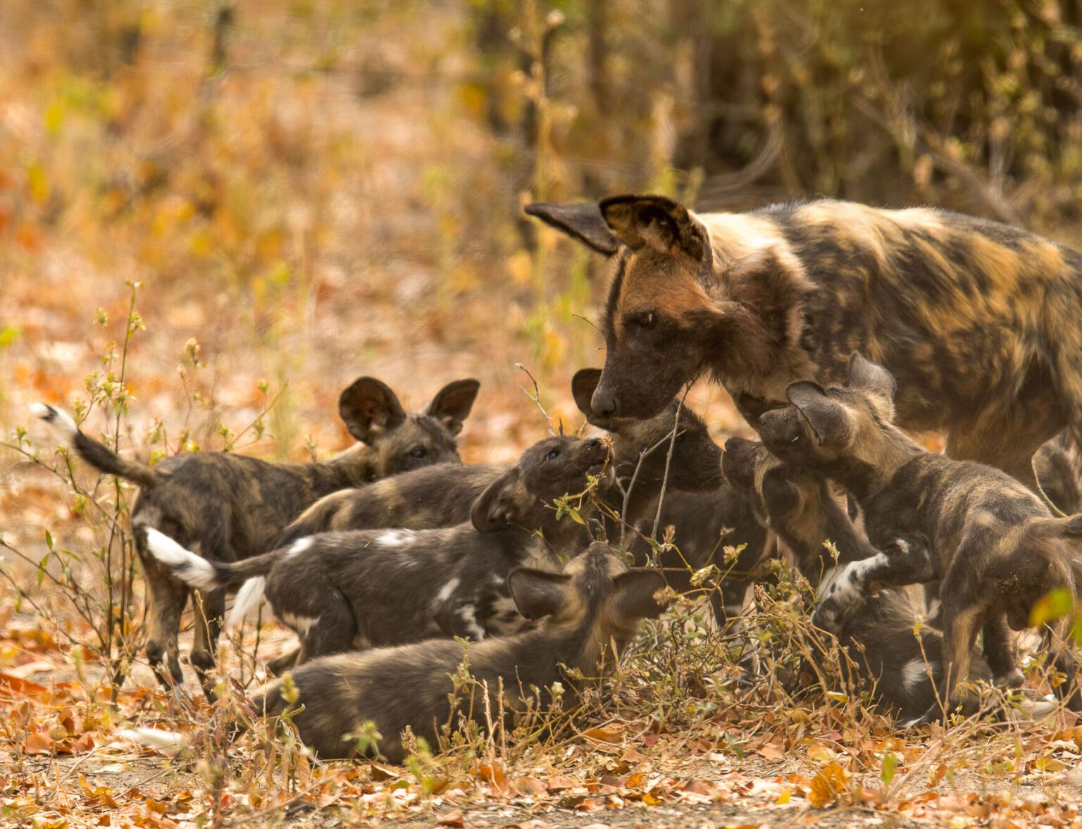 World Painted Dog Day: Fighting a Pack of Challenges | David Shepherd ...