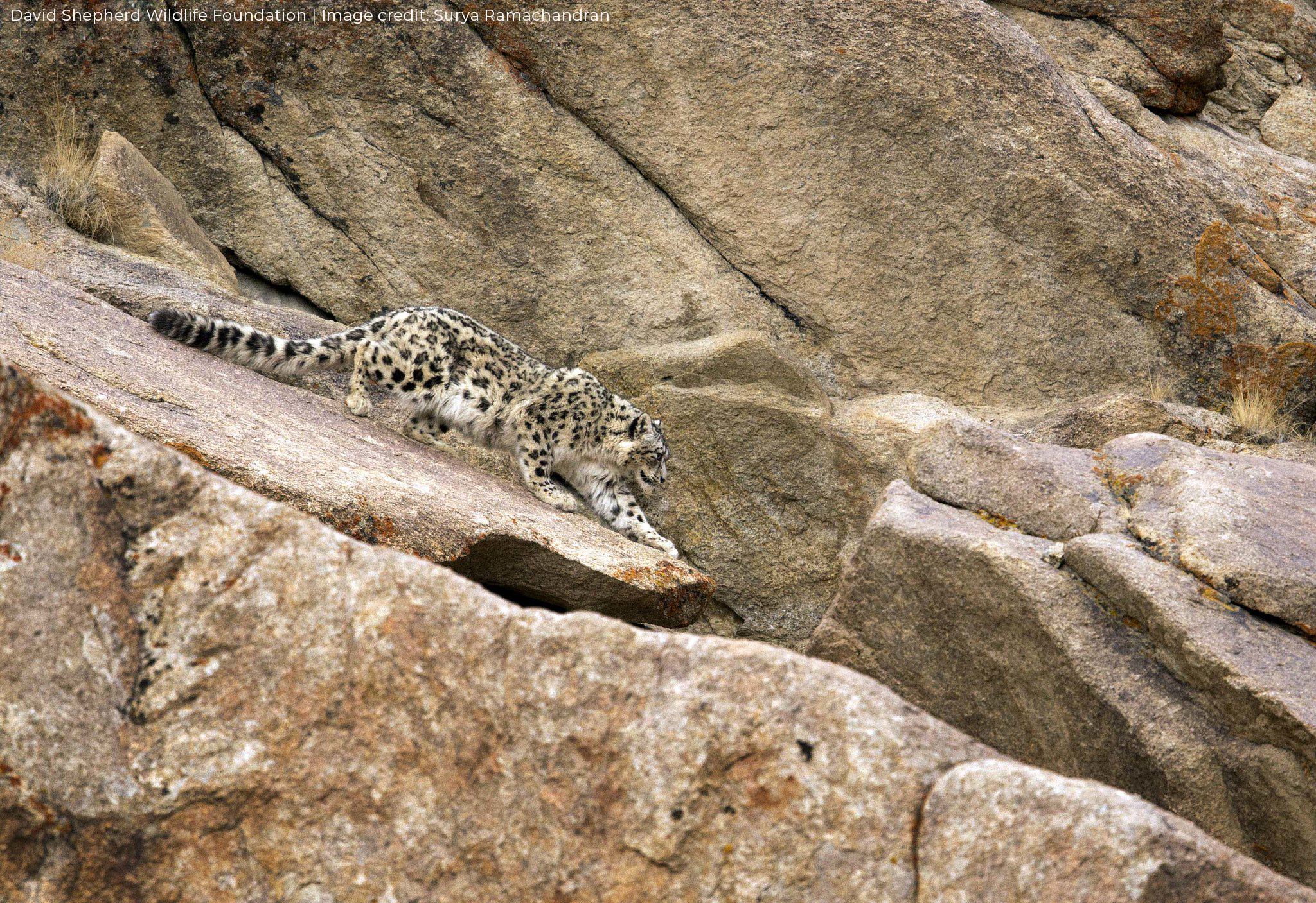 World Snow Leopard Day 2023 | David Shepherd Wildlife Foundation