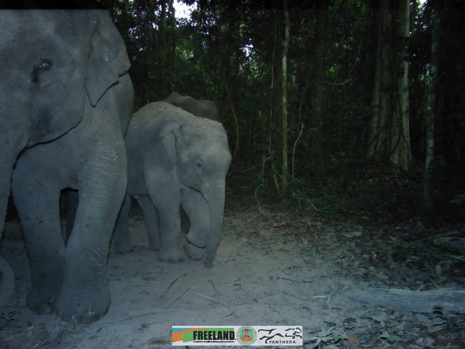 Snares: The Hidden Killers | David Shepherd Wildlife Foundation