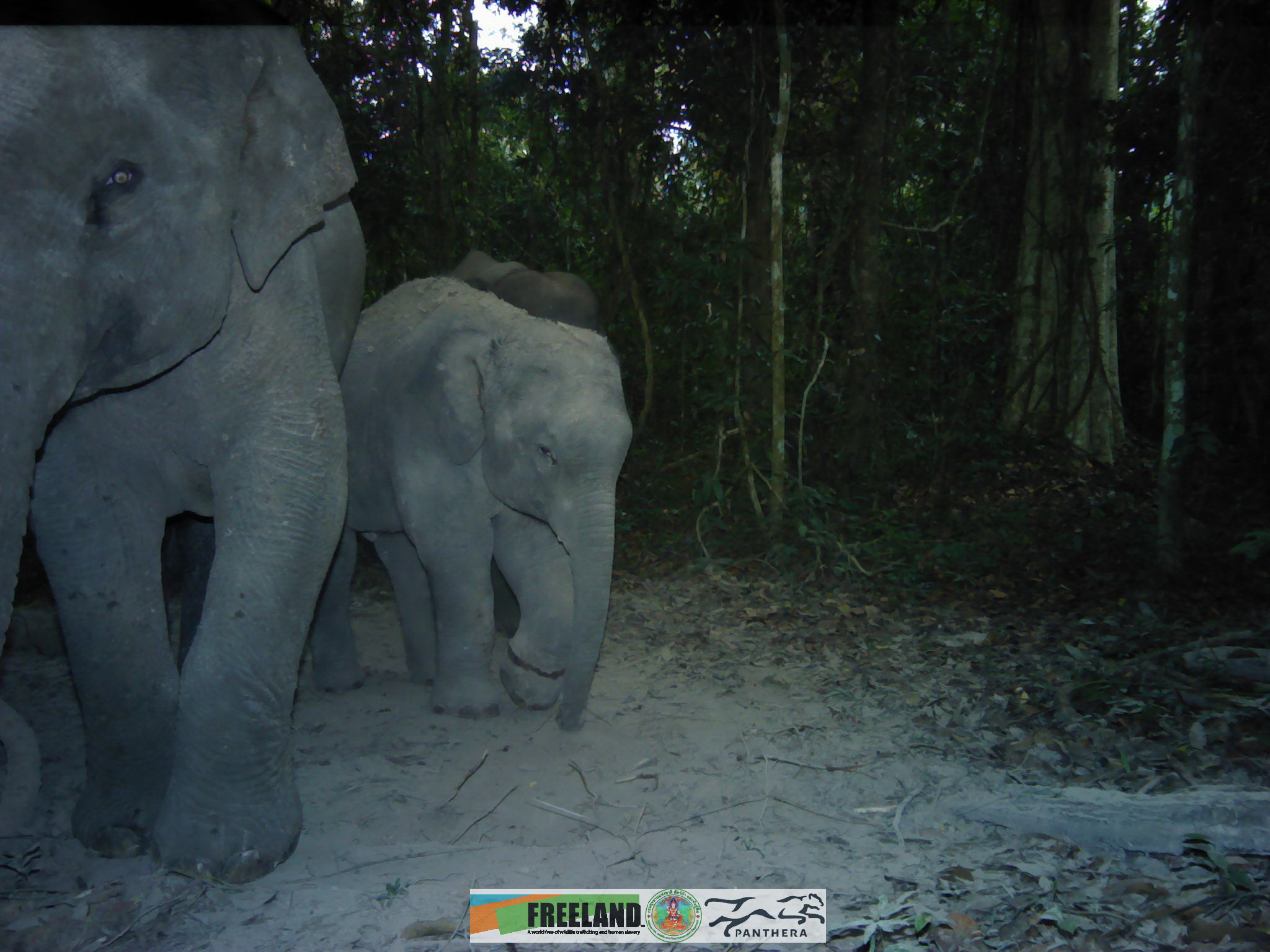 Snares: The Hidden Killers | David Shepherd Wildlife Foundation