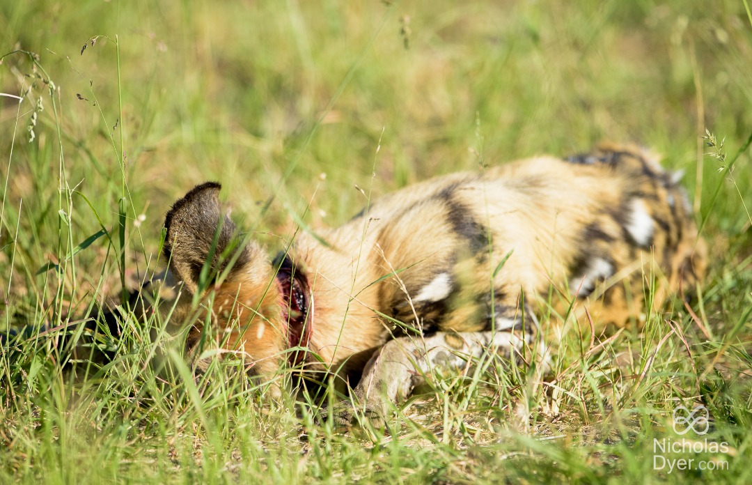 Snares: The Hidden Killers | David Shepherd Wildlife Foundation
