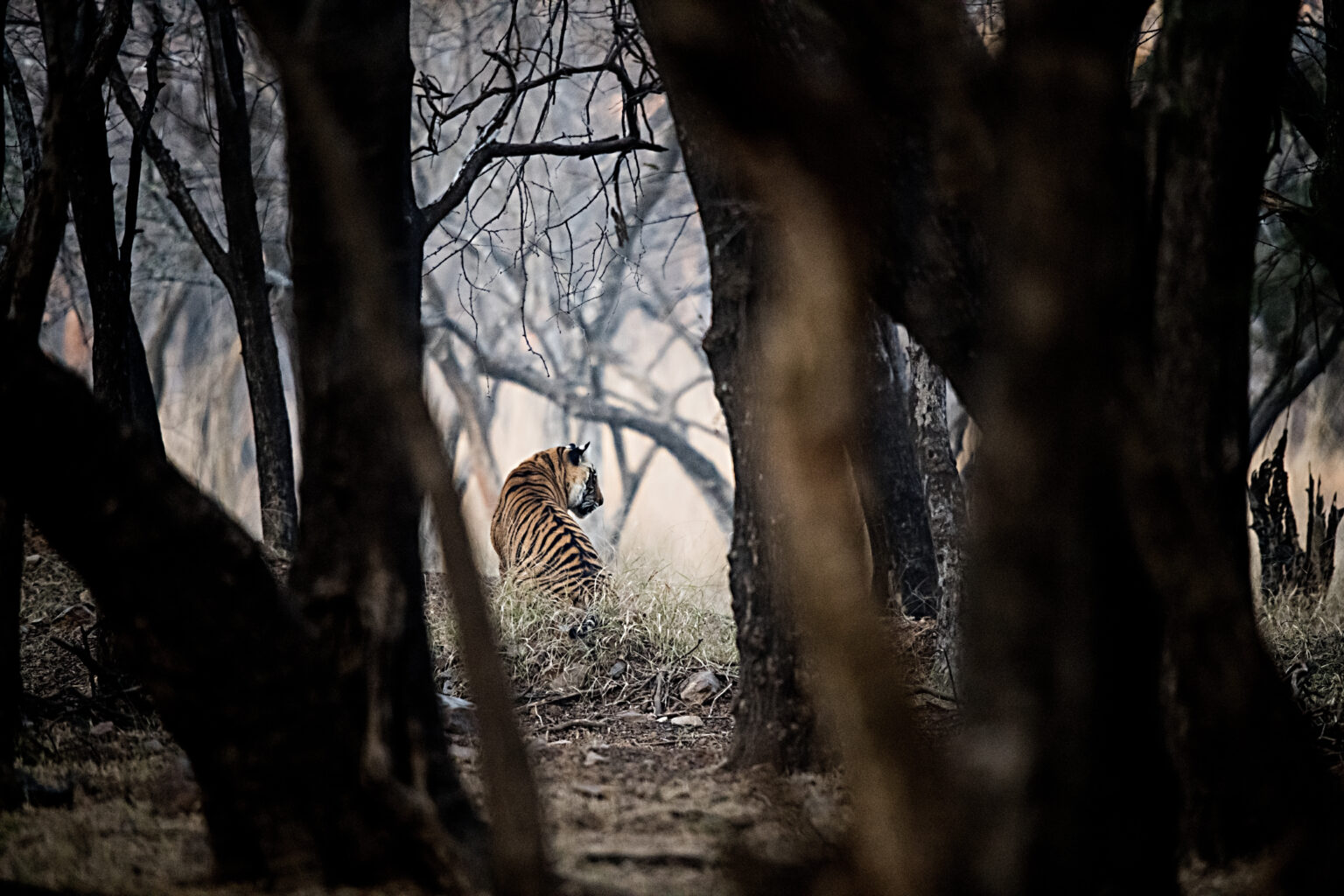 Providing a Brighter Future for Tigers | David Shepherd Wildlife Foundation