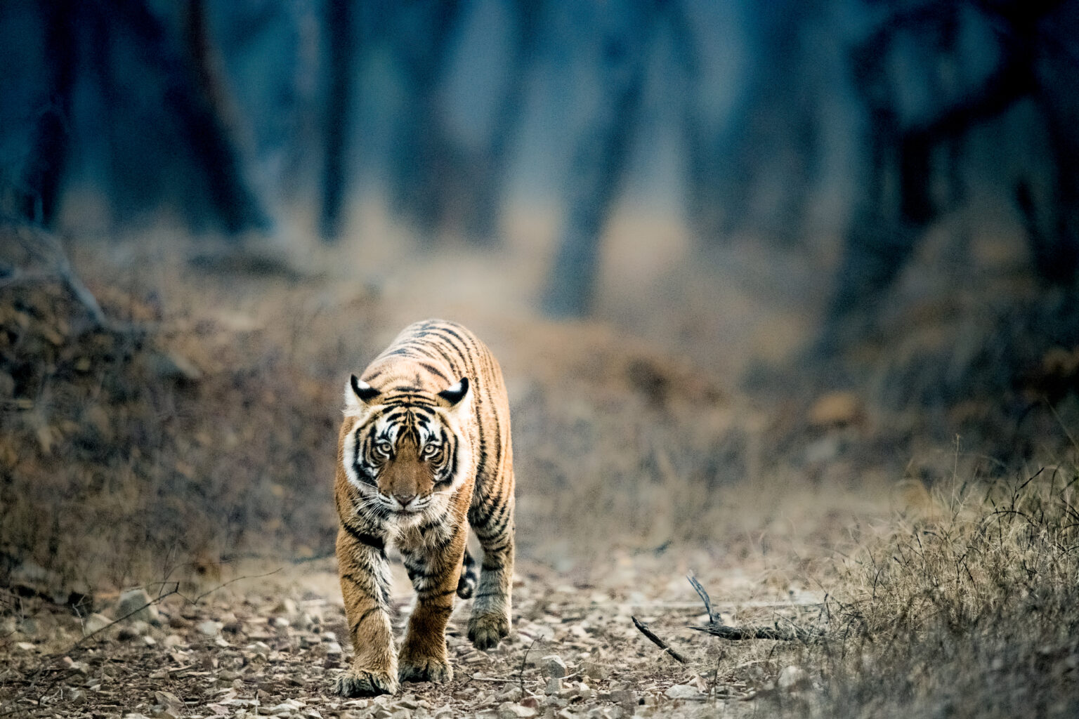 Providing a Brighter Future for Tigers | David Shepherd Wildlife Foundation