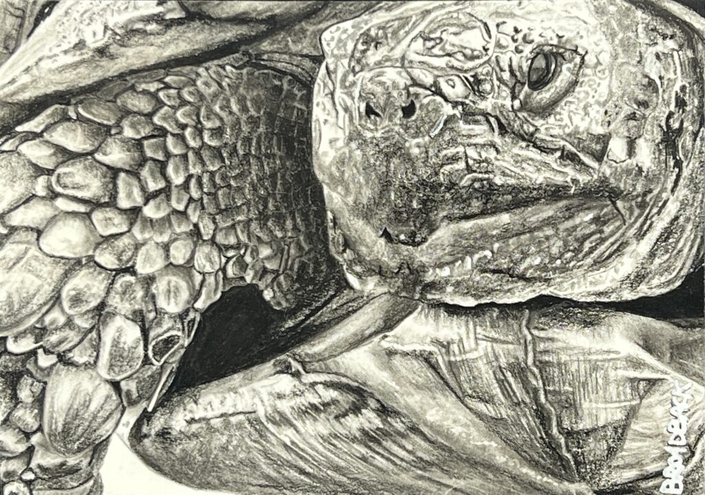 WAY Sketch for Wildlife 2022 - Tortoise by Luke Broadbent | David ...