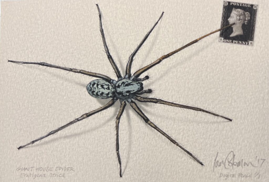 WAY Sketch for Wildlife 2017 - Giant House Spider by Ian Coleman ...