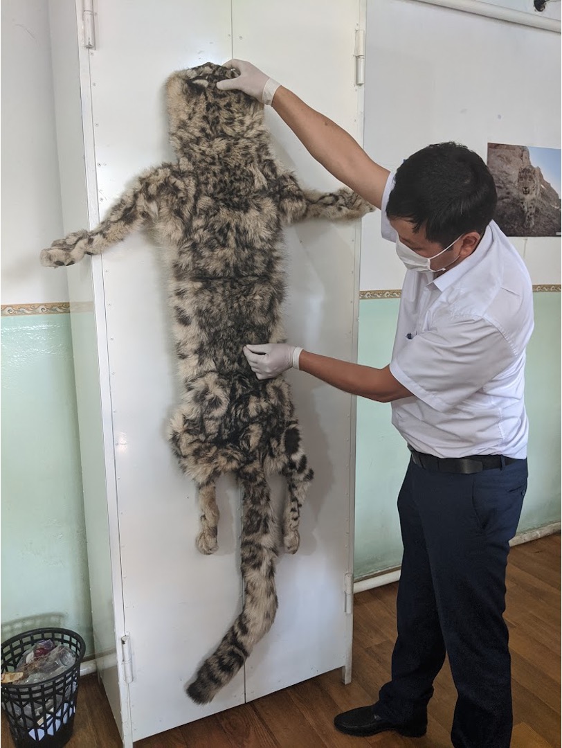 S.O.S.(L)... Save Our Snow Leopards! | David Shepherd Wildlife Foundation