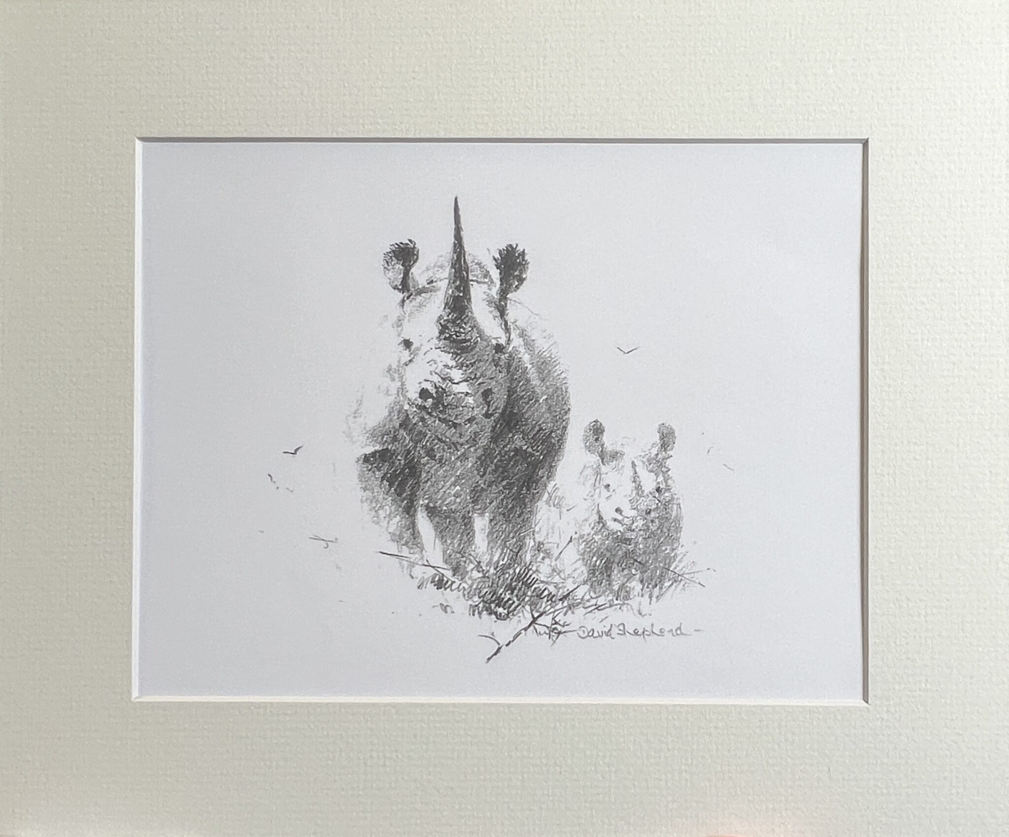 Wildlife Sketch Rhino | David Shepherd Wildlife Foundation