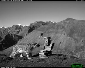 S.O.S.(L)... Save Our Snow Leopards! | David Shepherd Wildlife Foundation