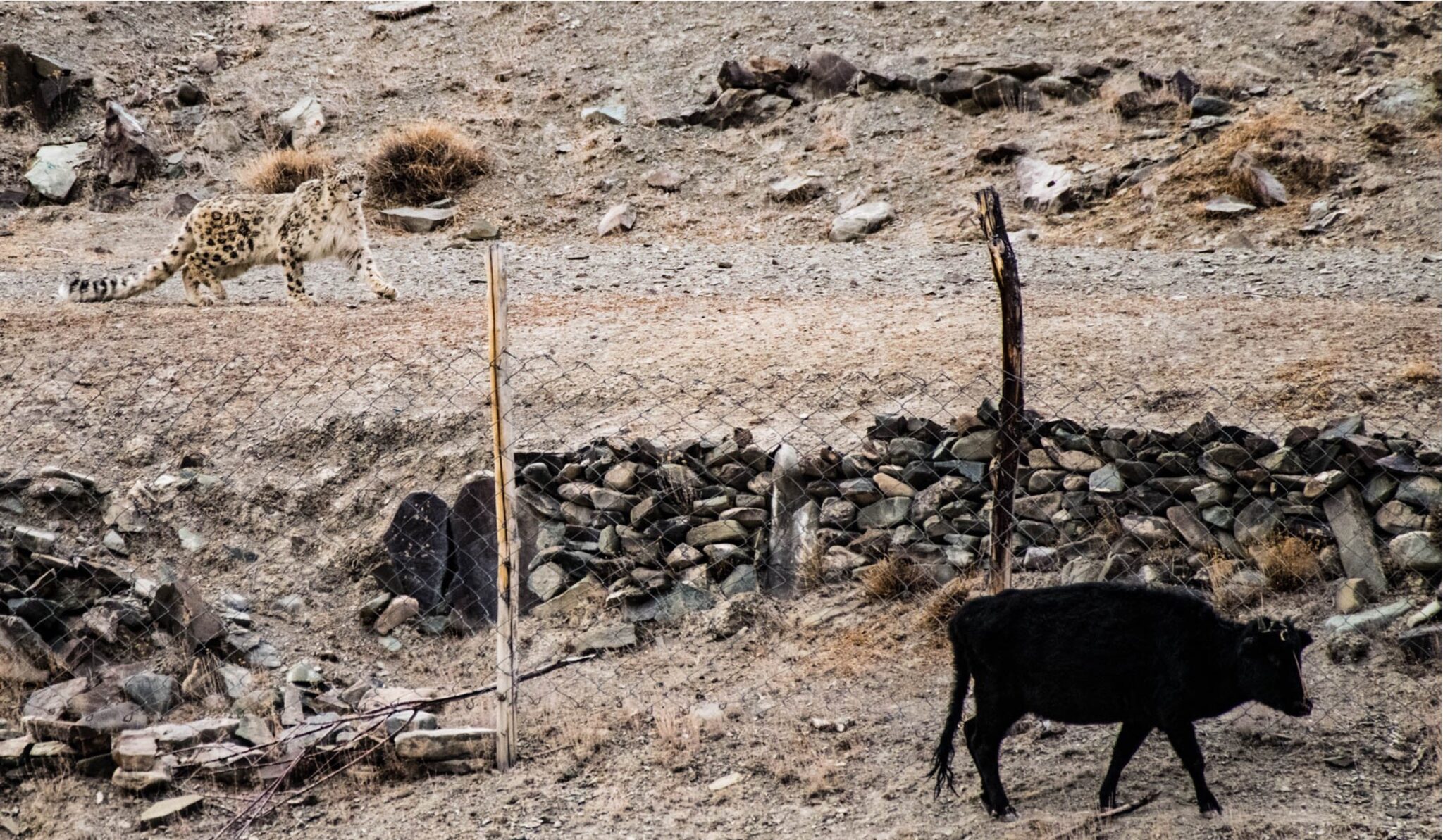 S.O.S.(L)... Save Our Snow Leopards! | David Shepherd Wildlife Foundation