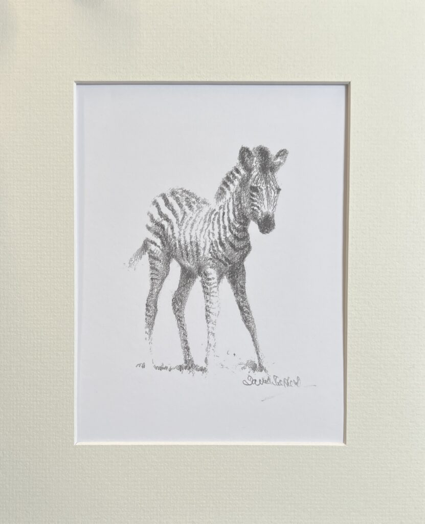Wildlife Sketch Zebra | David Shepherd Wildlife Foundation