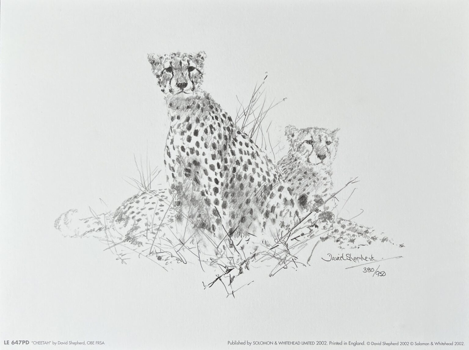 Cheetah Pencil Sketch | David Shepherd Wildlife Foundation