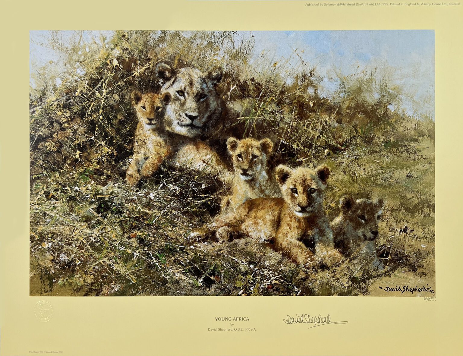 Young Africa | David Shepherd Wildlife Foundation