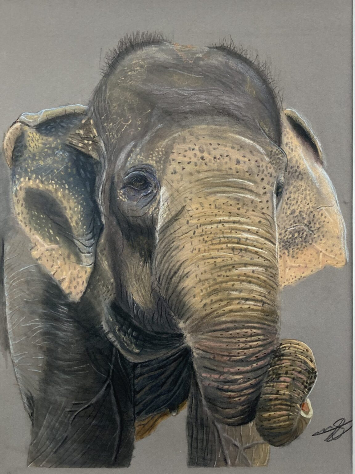 Global Canvas Winners 2024 | David Shepherd Wildlife Foundation