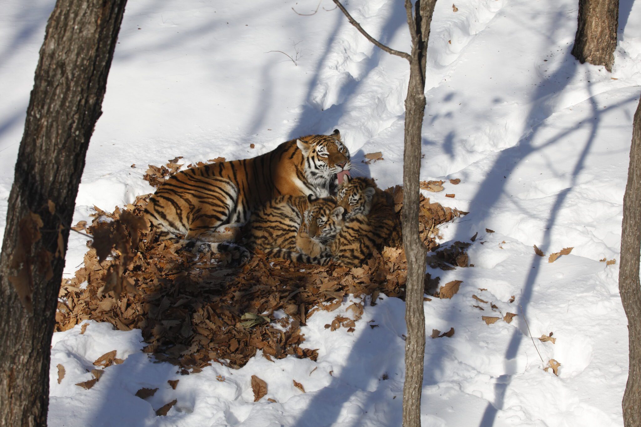 Ashes to Ashes: Phoenix and the Fate of the Amur Tiger | David Shepherd ...