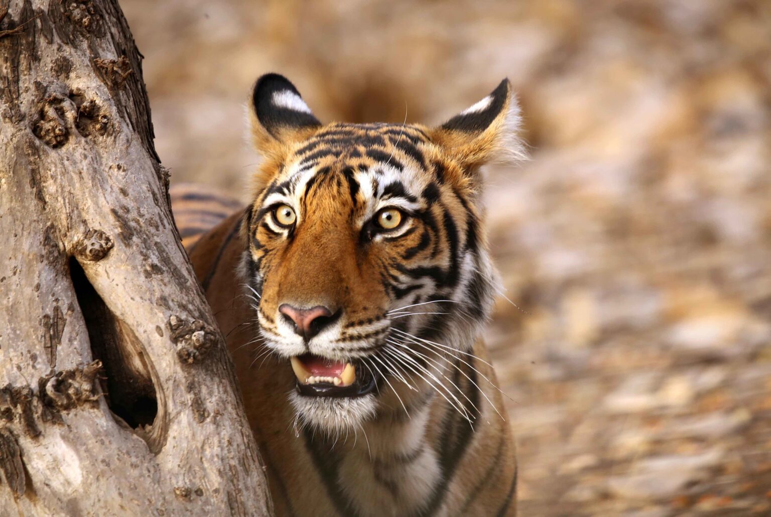 Ashes to Ashes: Phoenix and the Fate of the Amur Tiger | David Shepherd ...