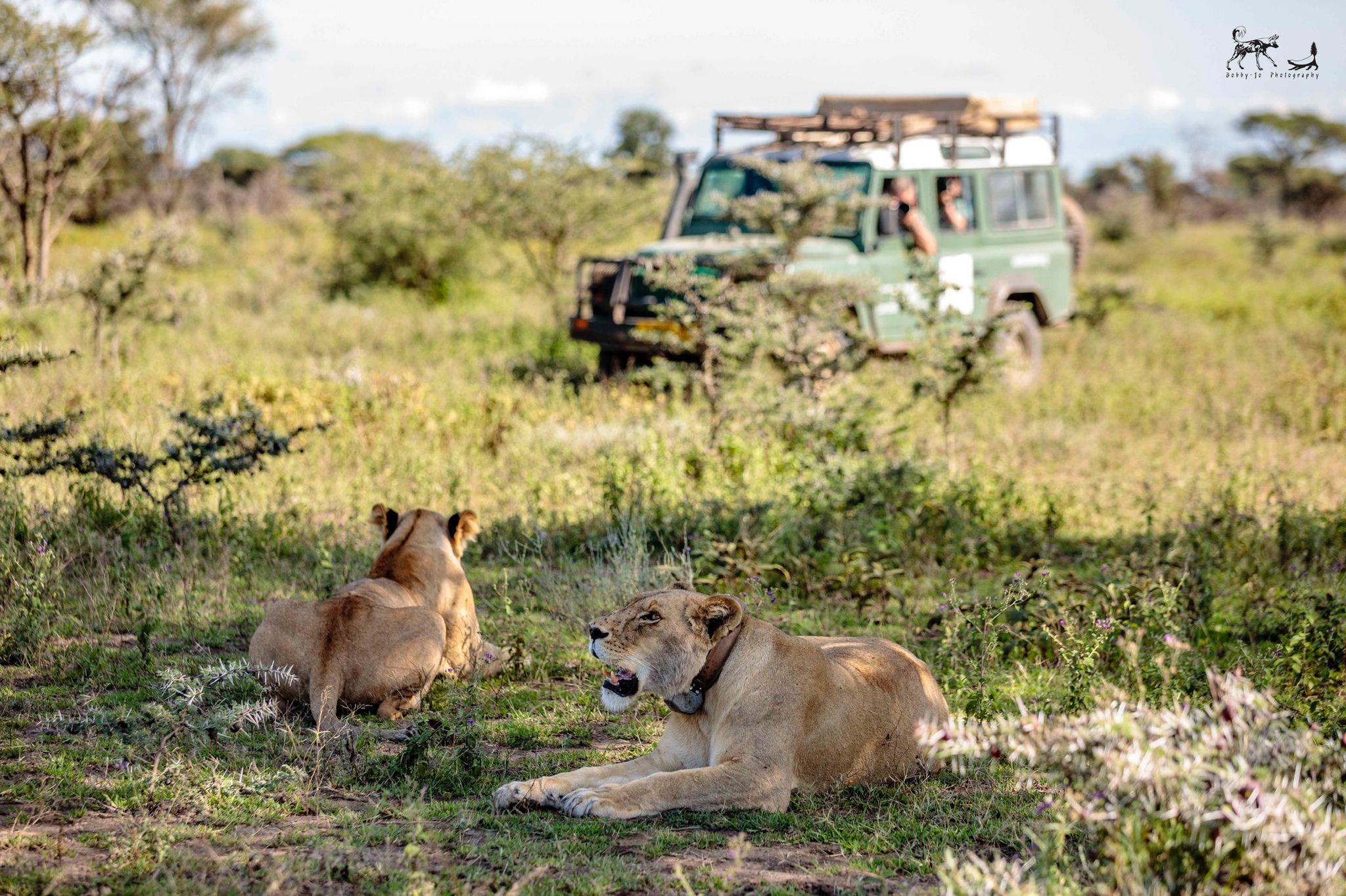 A 'roarsome' impact on lion conservation | David Shepherd Wildlife ...