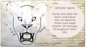Protect the Pride: Saving Lions from Extinction | David Shepherd ...