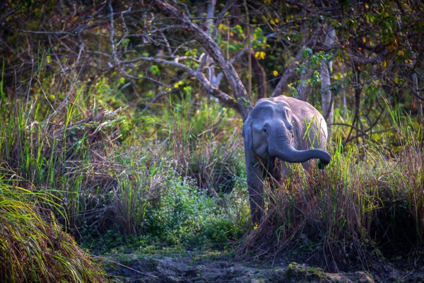 World Elephant Day: A Call to Protect Our Gentle Giants | DSWF