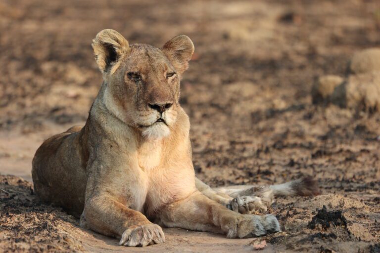 Celebrate World Lion Day and Protect the King of Beasts | David ...