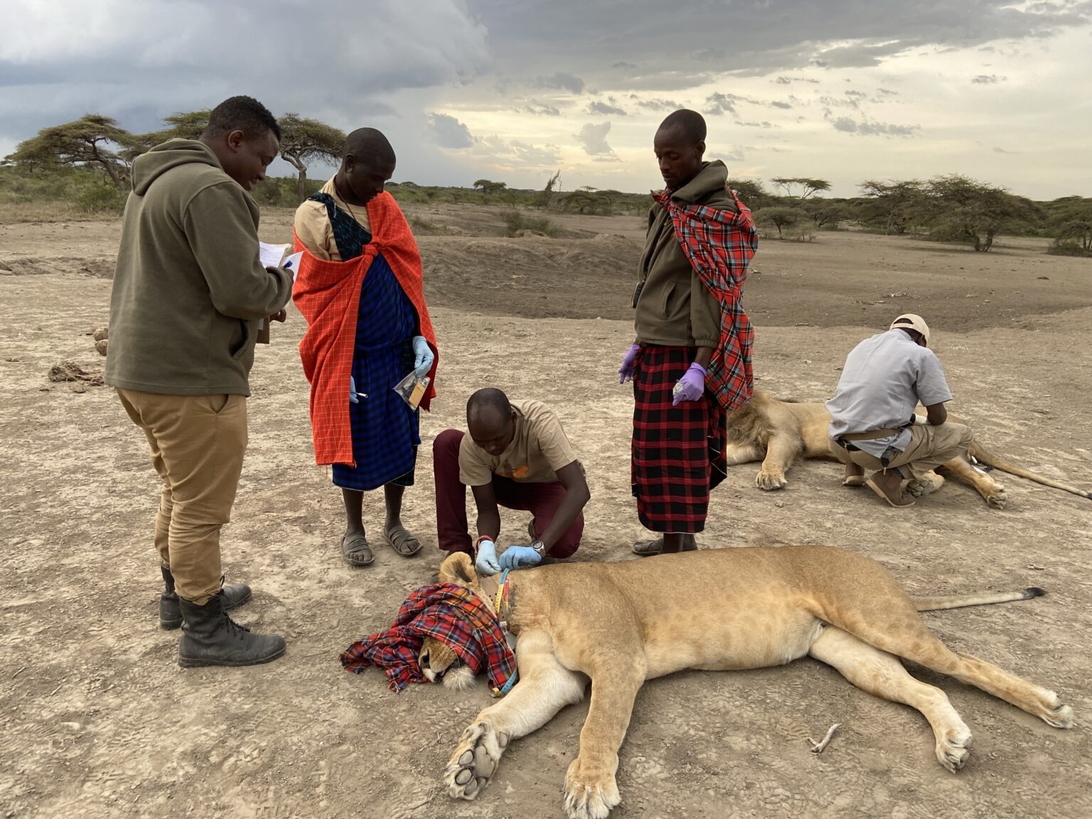 Celebrate World Lion Day and Protect the King of Beasts | David ...