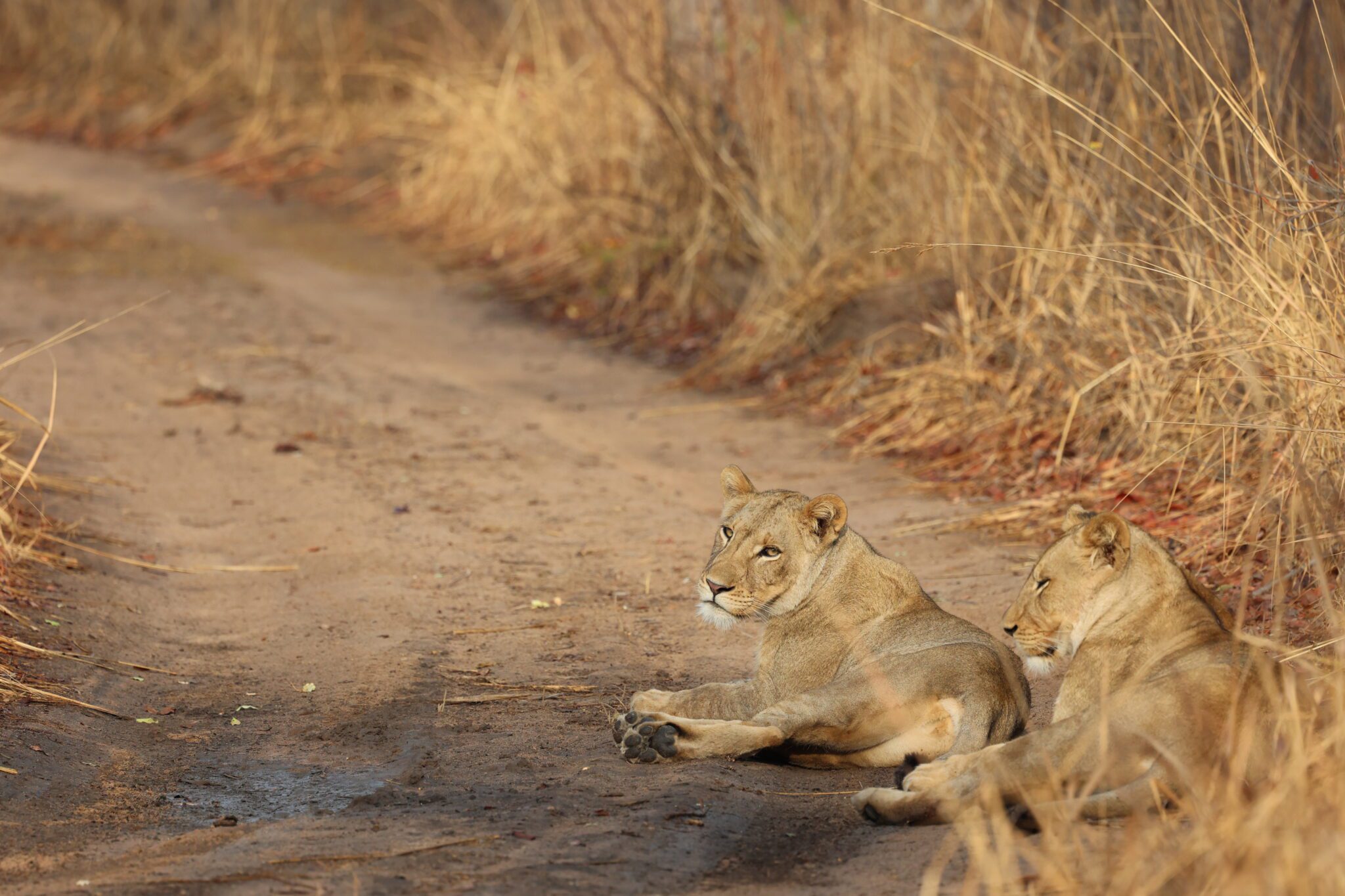 A 'roarsome' impact on lion conservation | David Shepherd Wildlife ...