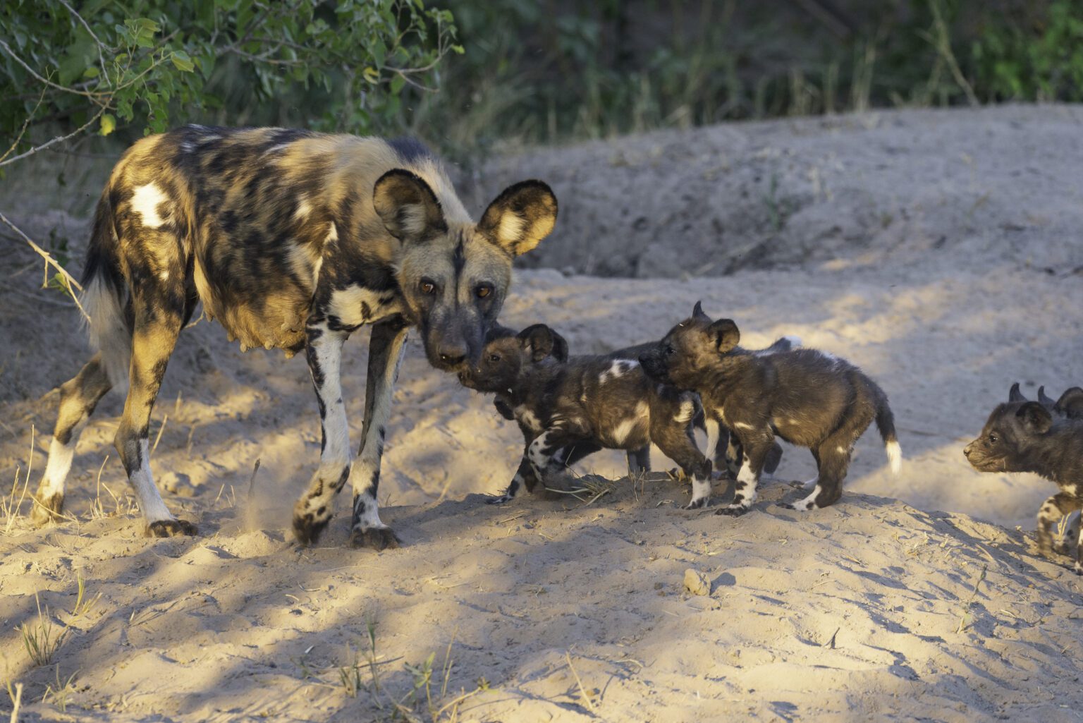 Protecting the Painted Pack: Get Involved on World Painted Dog Day ...
