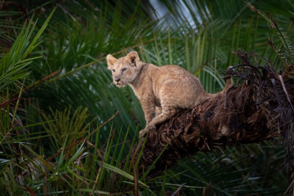 Celebrate World Lion Day and Protect the King of Beasts | David ...
