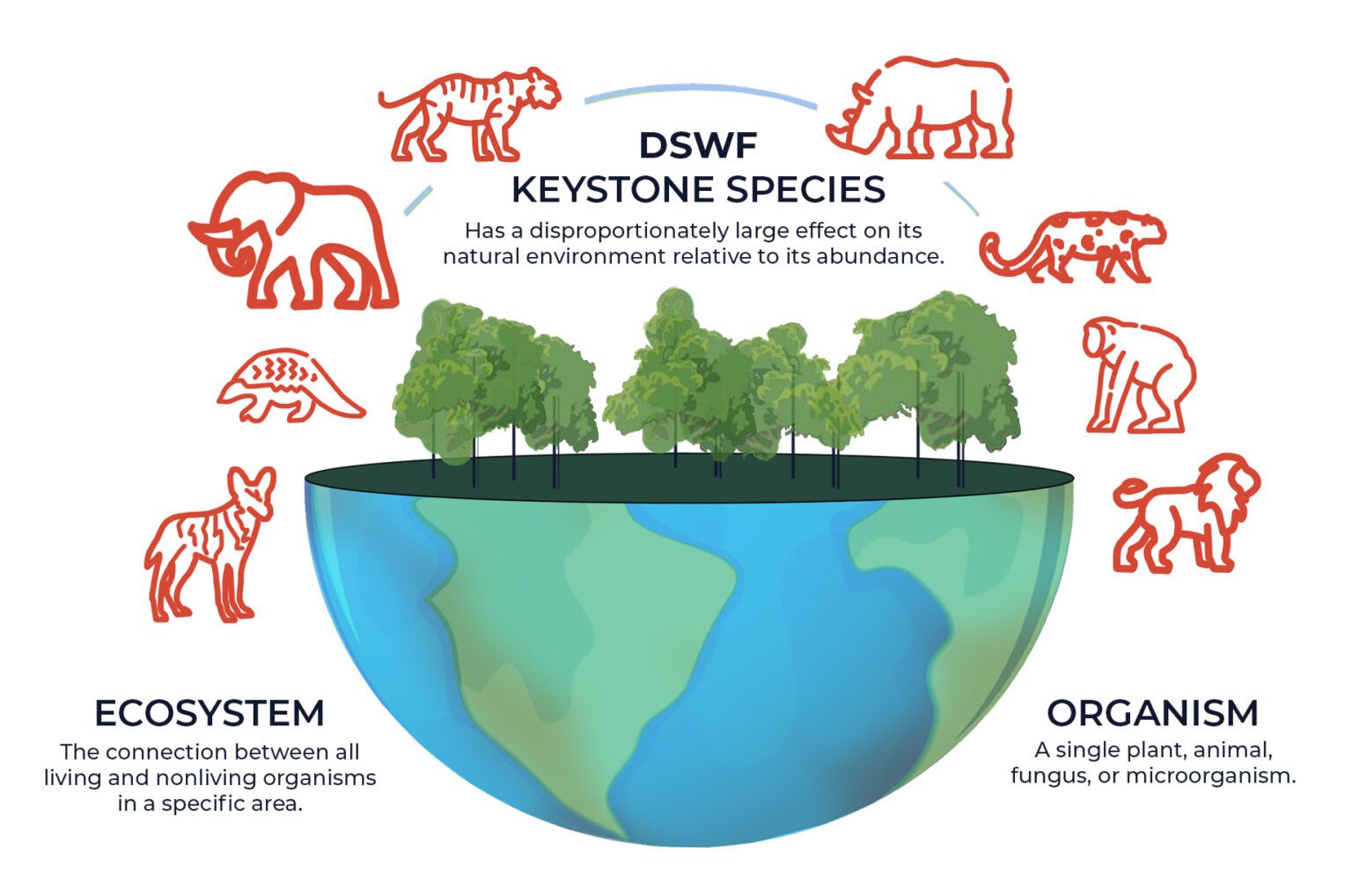 Celebrate World Lion Day and Protect the King of Beasts | David ...