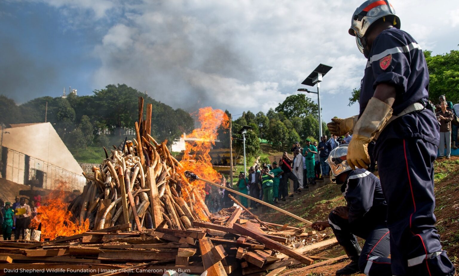 Trade Wars: The Ivory is STILL Theirs | David Shepherd Wildlife Foundation