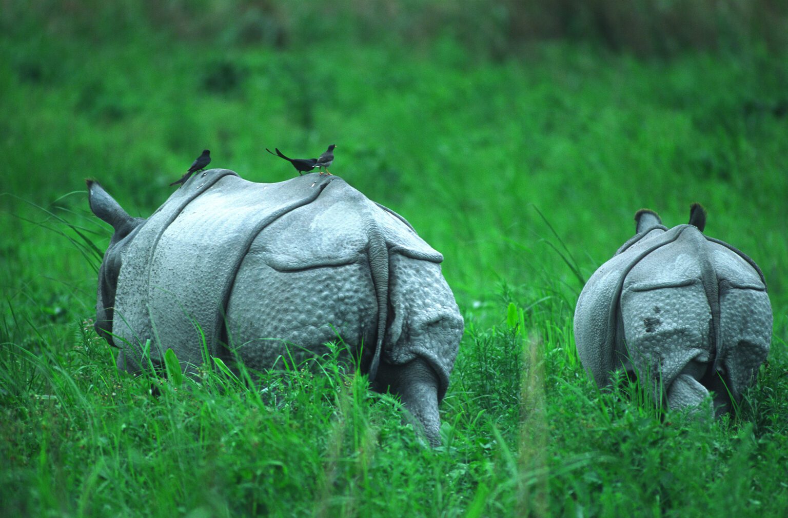 Guardians of the Rhino: Community and Conservation in Action | David ...
