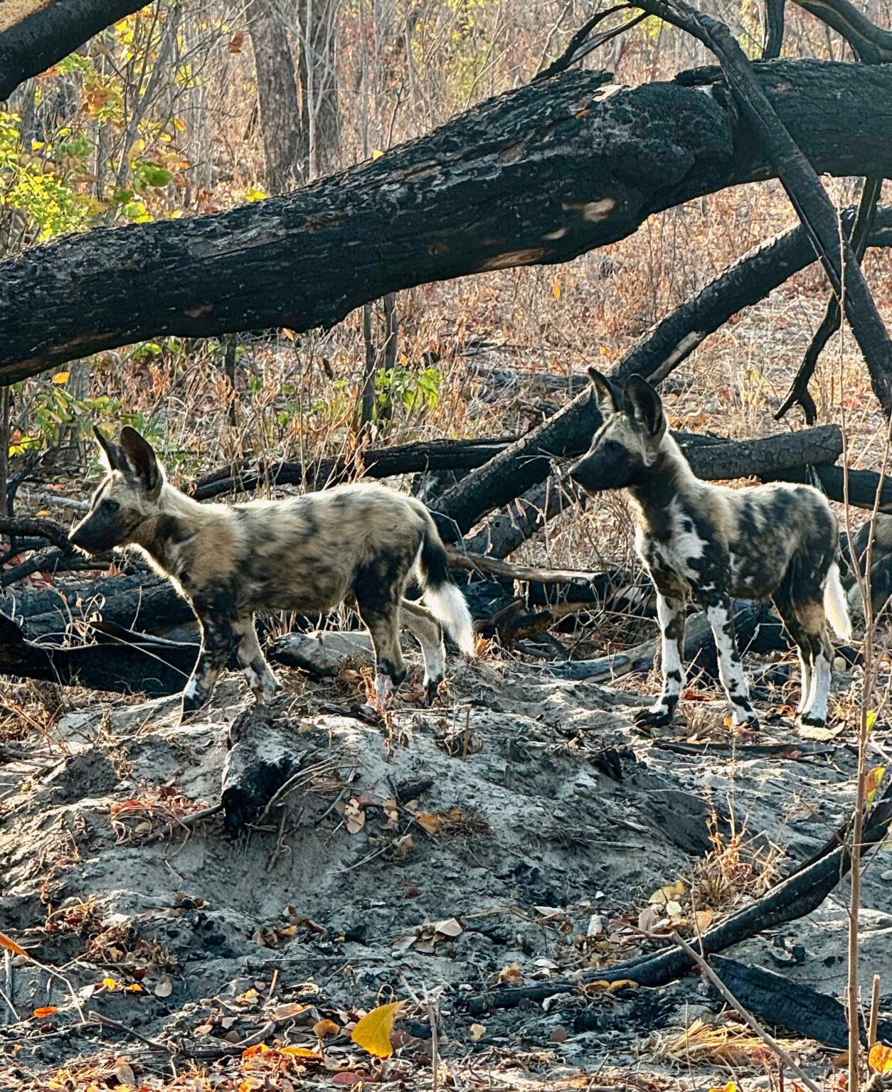 Gone to the dogs: A visit with Painted Dog Conservation | David ...