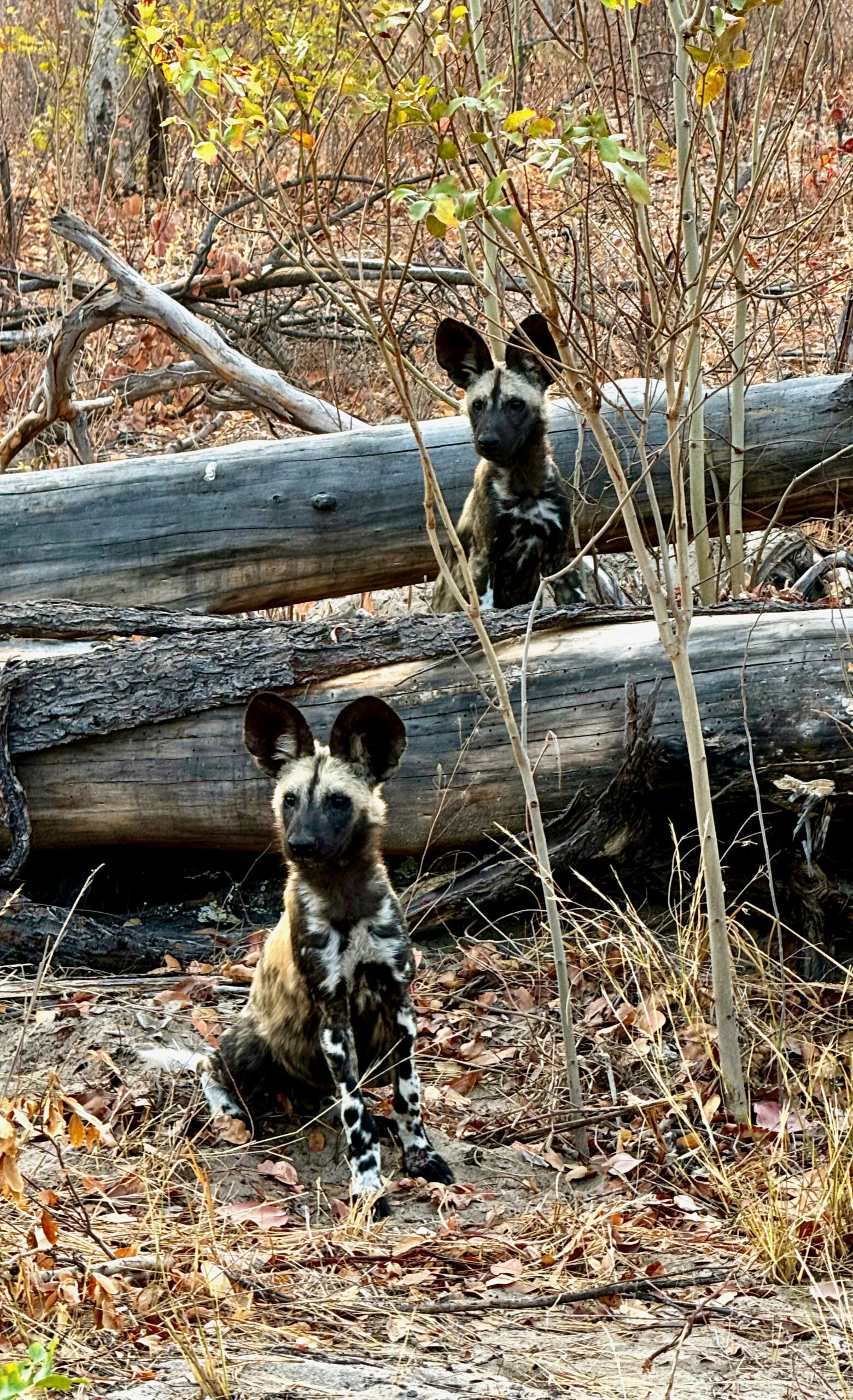 Gone to the dogs: A visit with Painted Dog Conservation | David ...