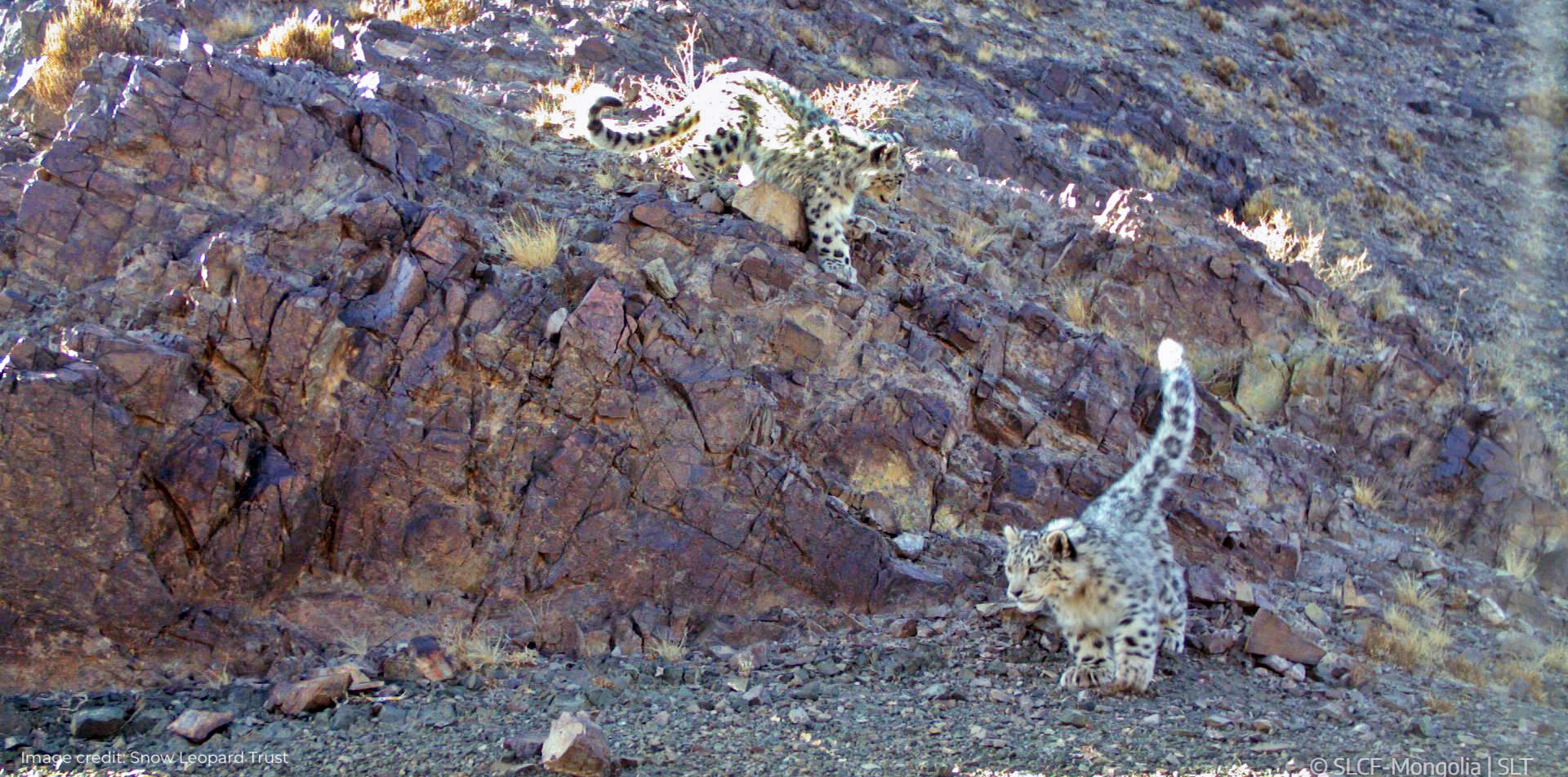 Dagina: Remembering our Snow Leopard Super Mum | David Shepherd ...