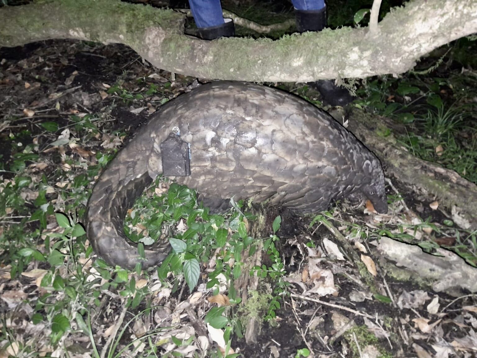Re-finding A Giant. World Pangolin Day 2025 | David Shepherd Wildlife ...