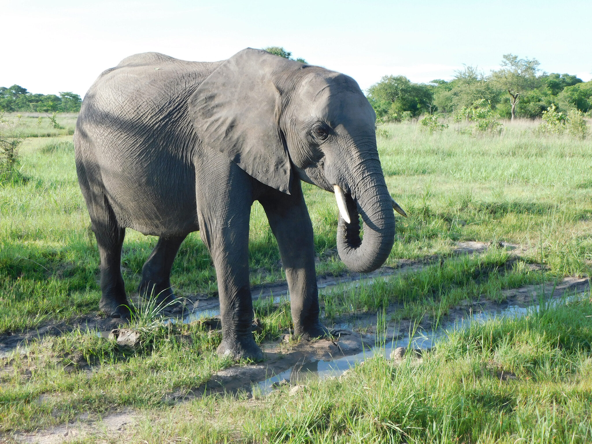 Collaring for Conservation: How GRI is Safeguarding Zambia’s Elephants ...