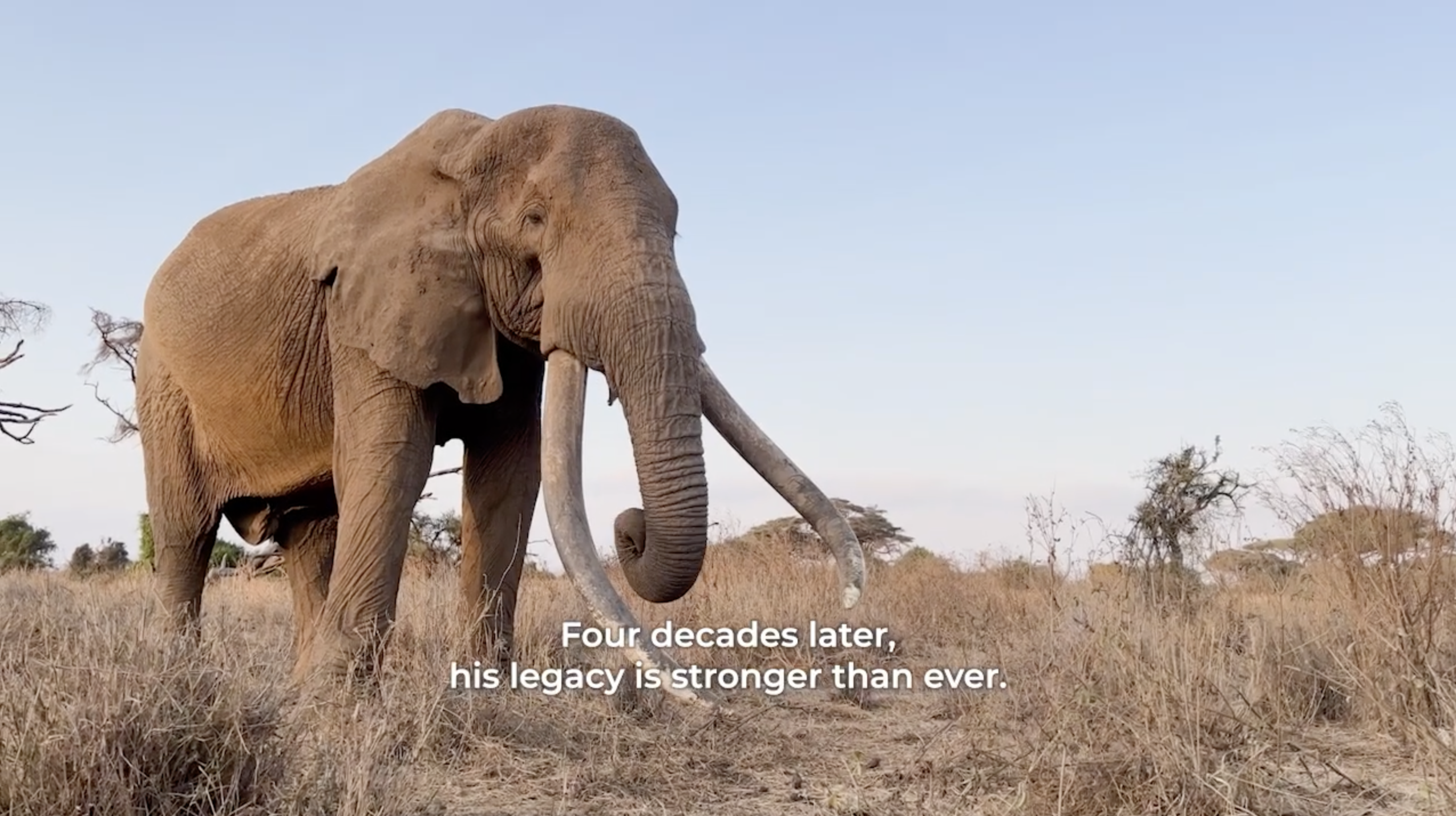 David Shepherd Wildlife Foundation | The Wildlife Conservation Charity