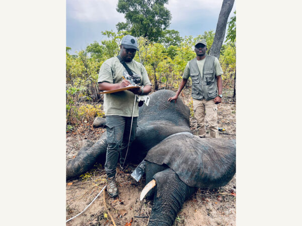 Collaring for Conservation: How GRI is Safeguarding Zambia’s Elephants ...
