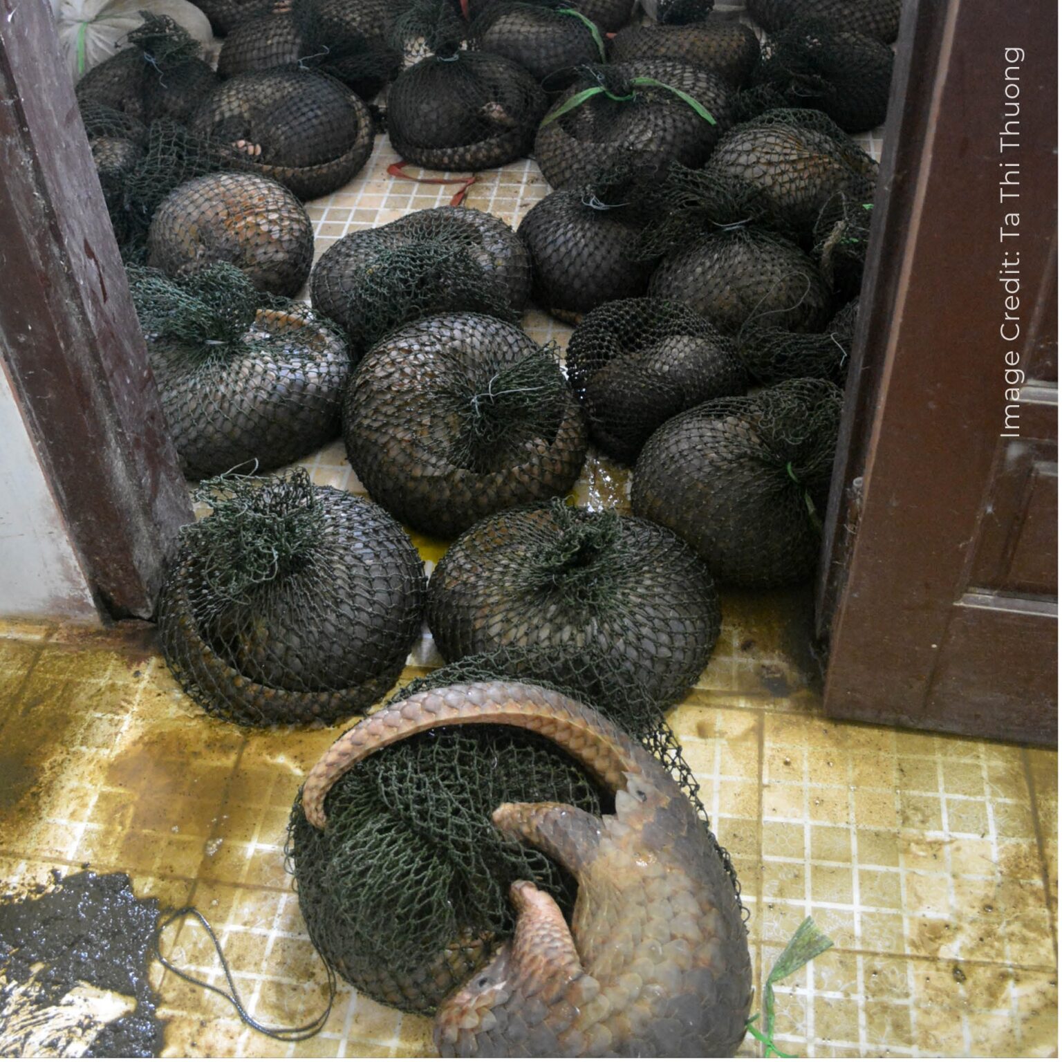 Scales of Injustice: Pangolins in Peril | David Shepherd Wildlife ...